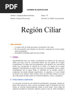 Region Superciliar ANATOMIA 2 FOLP | PDF | Anatomía humana | Cabeza y ...