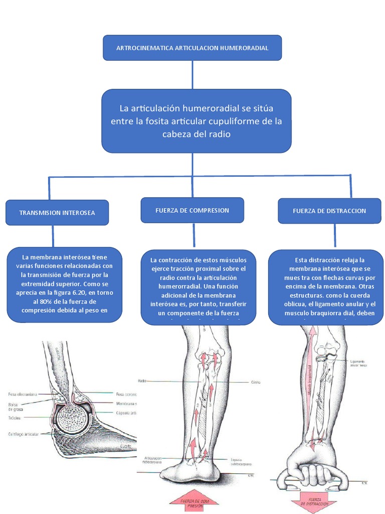 Articulacion Humeroradial | PDF
