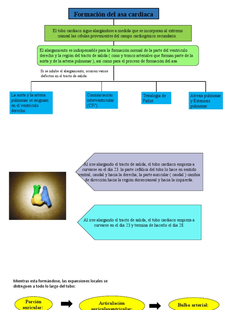 Formación del Asa Cardíaca en Embriología | PDF | Corazón | Órgano ...