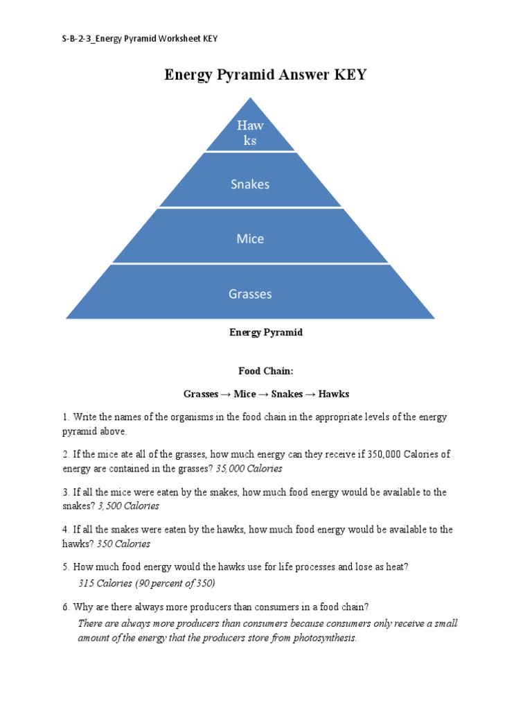 Food Chain Pyramid Worksheet