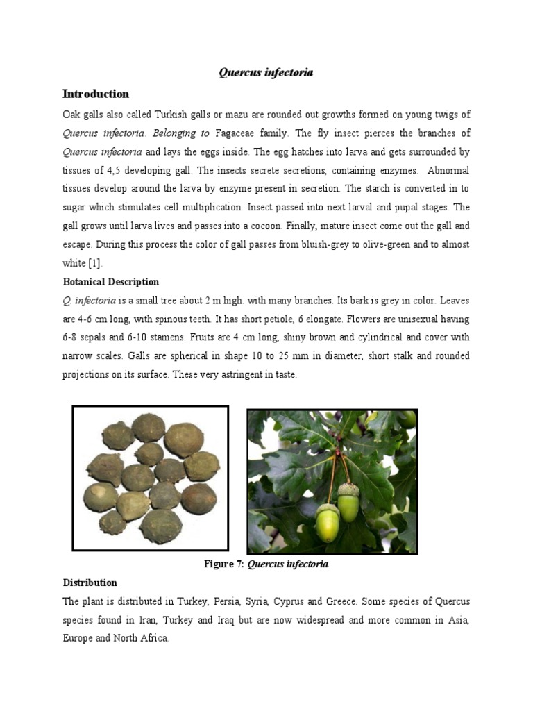 Quercus Infectoria: Botanical Description | PDF | Clinical Medicine ...