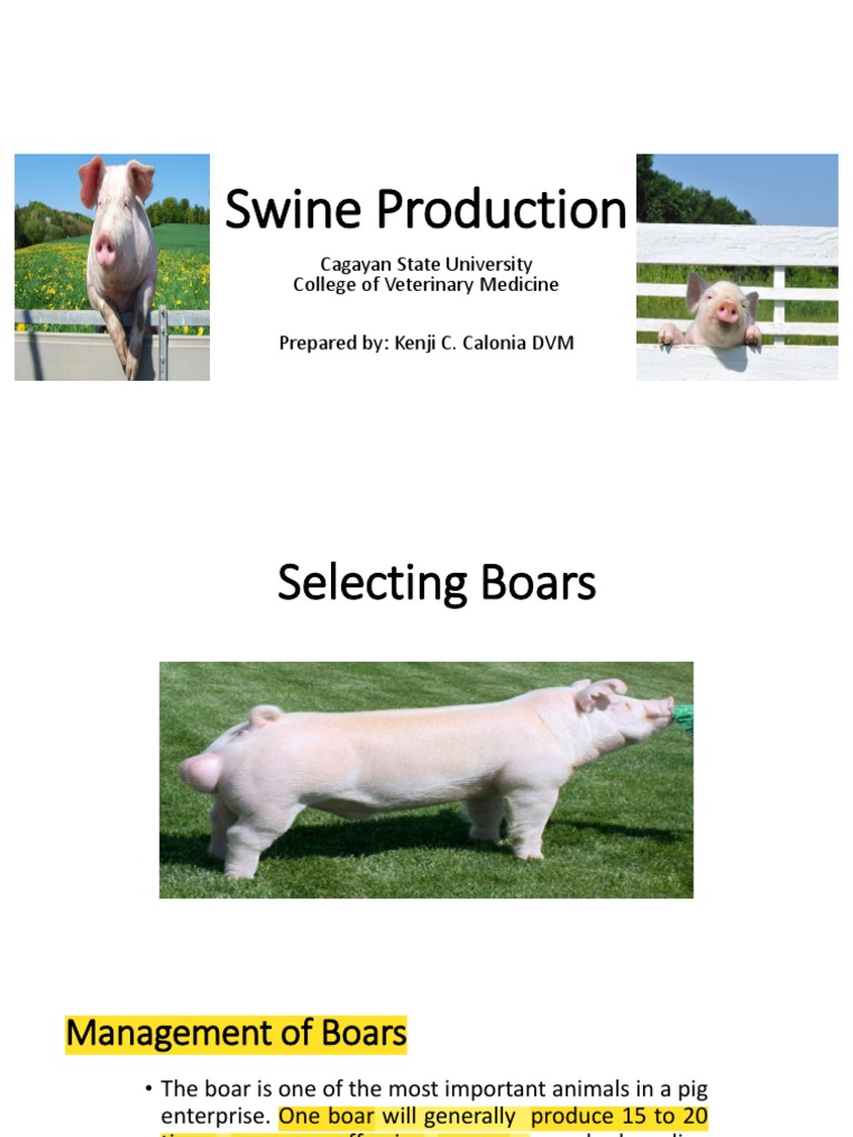 Swine Production Guide: Selecting & Managing Boars | PDF | Heritability ...