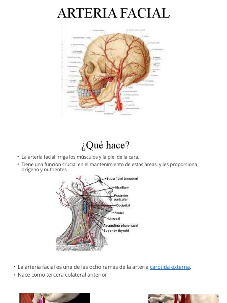 Arteria Facial | PDF