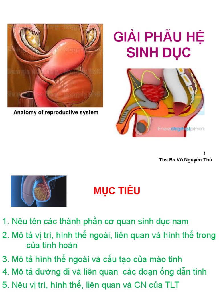 Giai Phau He Sinh Duc - Noi Tiet | PDF