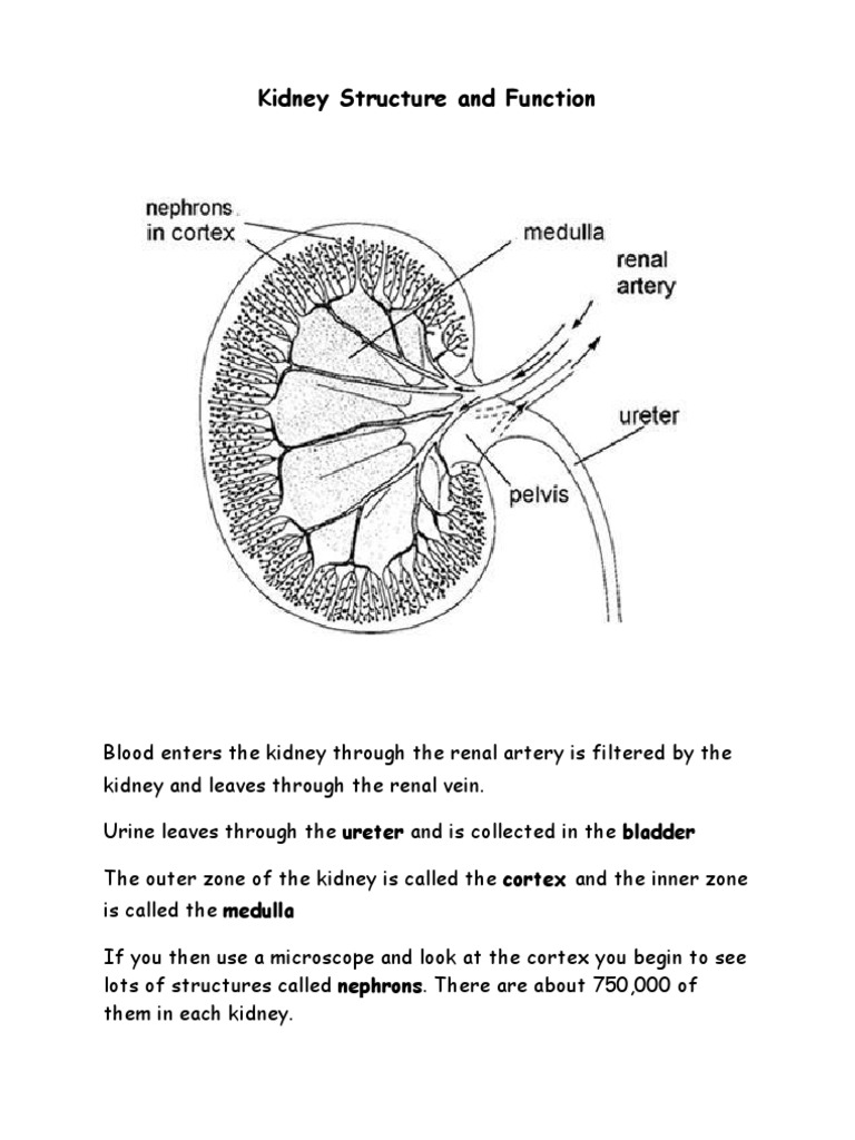 Kidney Structure and Function | PDF | Kidney | Genitourinary System