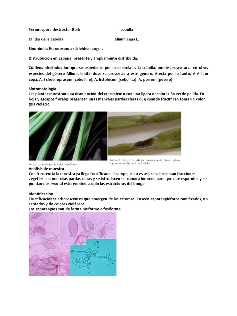 Peronospora Destructor Berk Cebolla | PDF