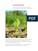 30 Vegetales Con Sus Cromosomas | PDF