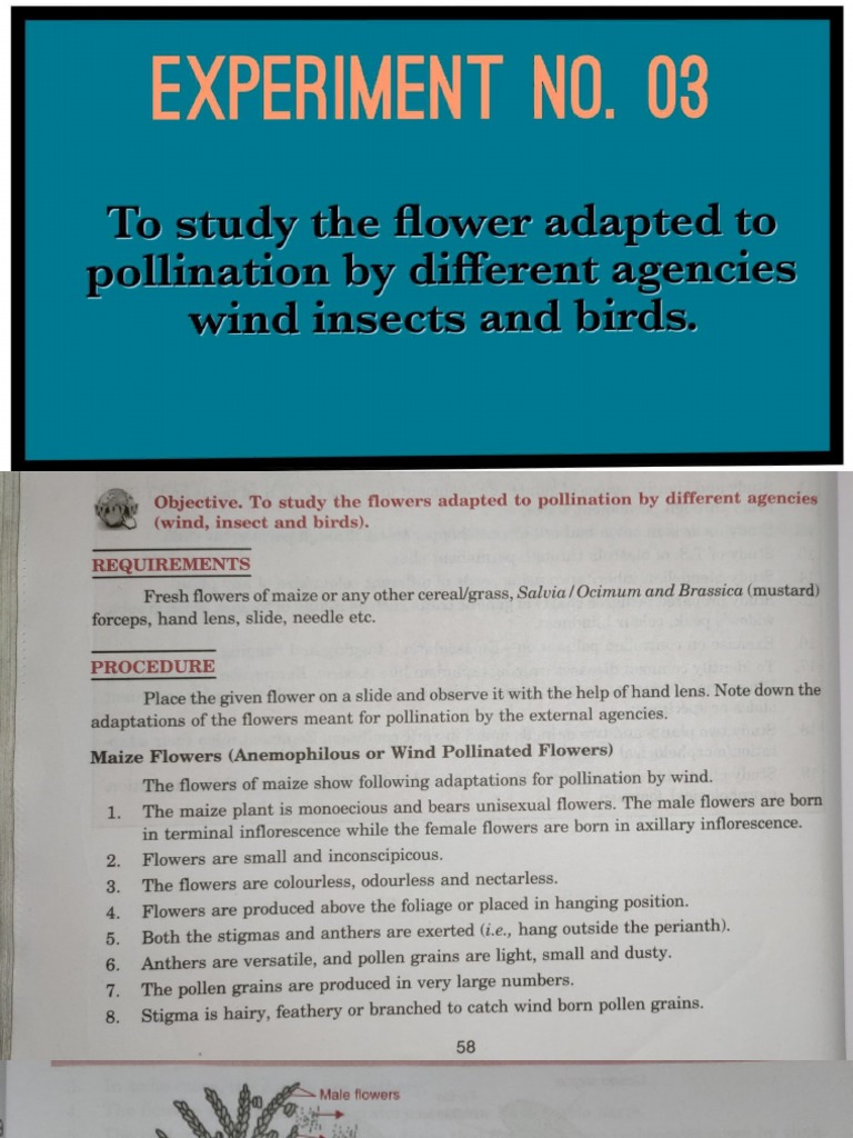 Experiment No. 03: To Studdy The Flower Adapted Too Wind and Birds ...
