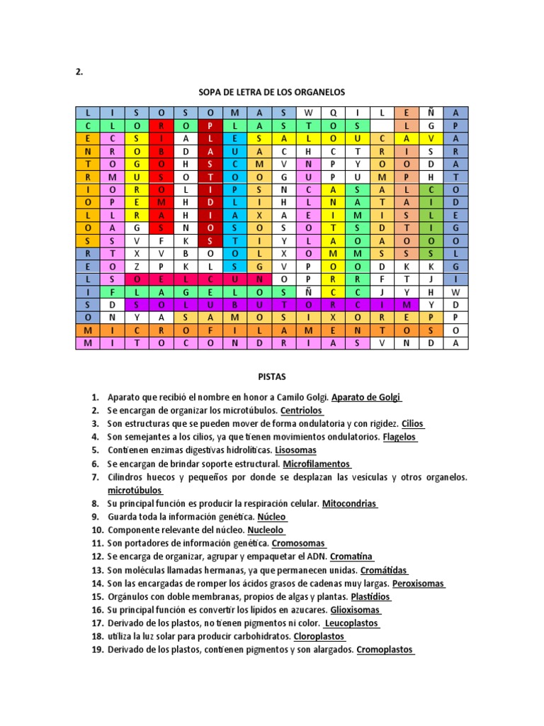 Sopa de letras: organelos celulares | PDF | Biología Molecular | Anatomía