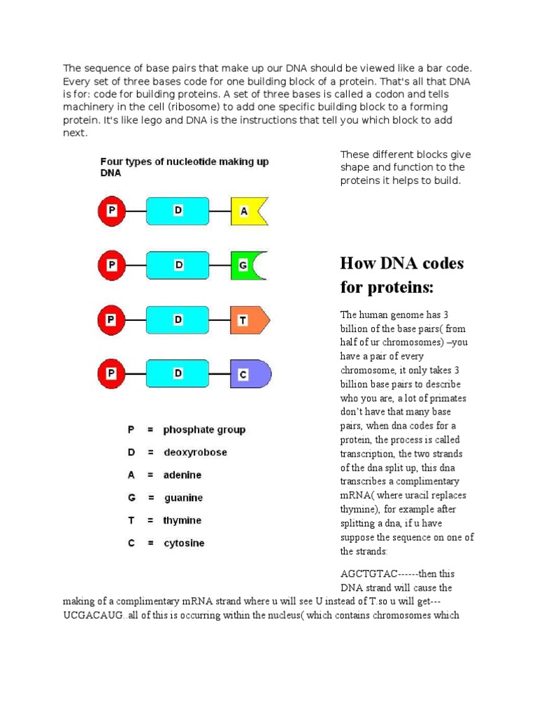 How DNA Codes For Proteins | Download Free PDF | Dna Replication | Dna