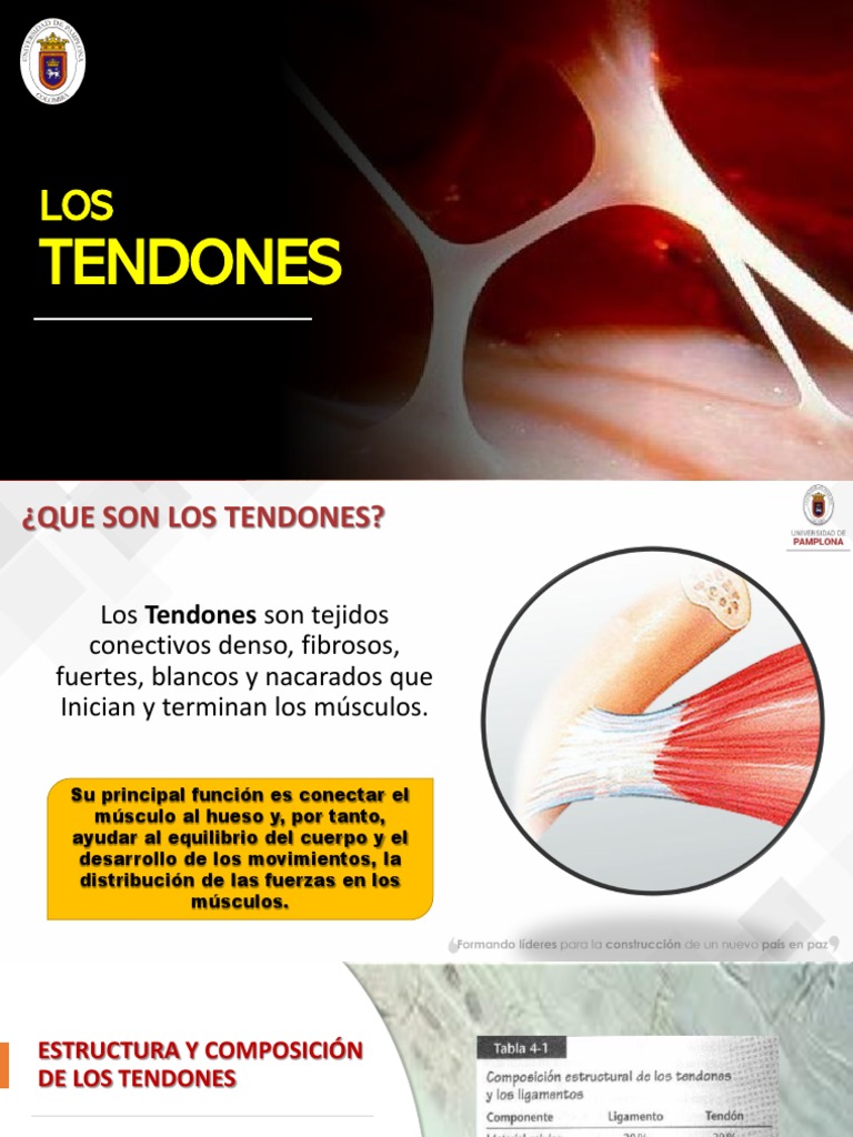 Todo sobre los tendones: funciones y tipos | PDF | Tendón | Ciencia de ...