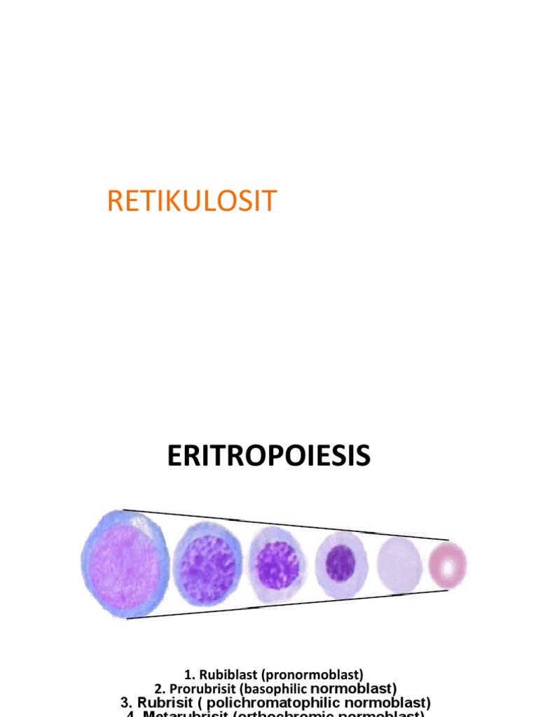 Retikulosit | PDF | Kesehatan Holistik | Teknologi & Rekayasa