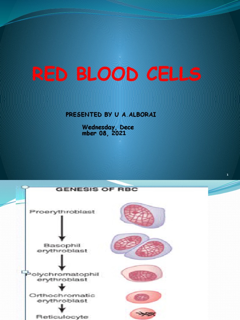 Red Blood Cells | PDF | Blood | Red Blood Cell