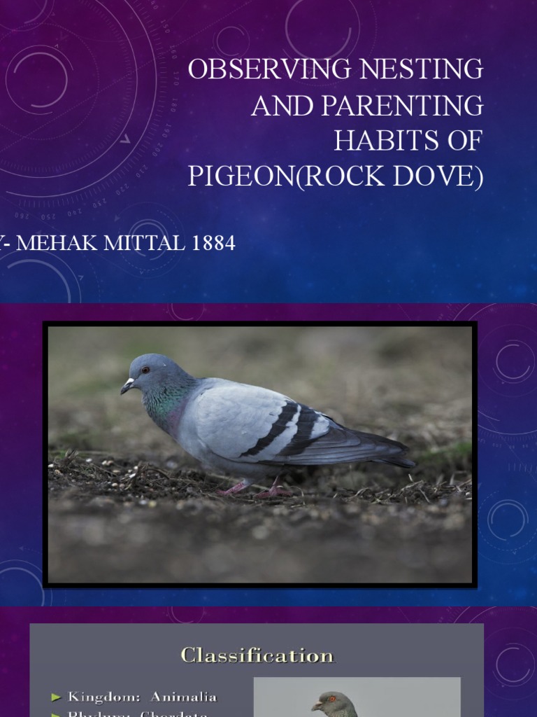 Nesting and Parenting Habits of Pigeons | PDF | Columbidae | Birds