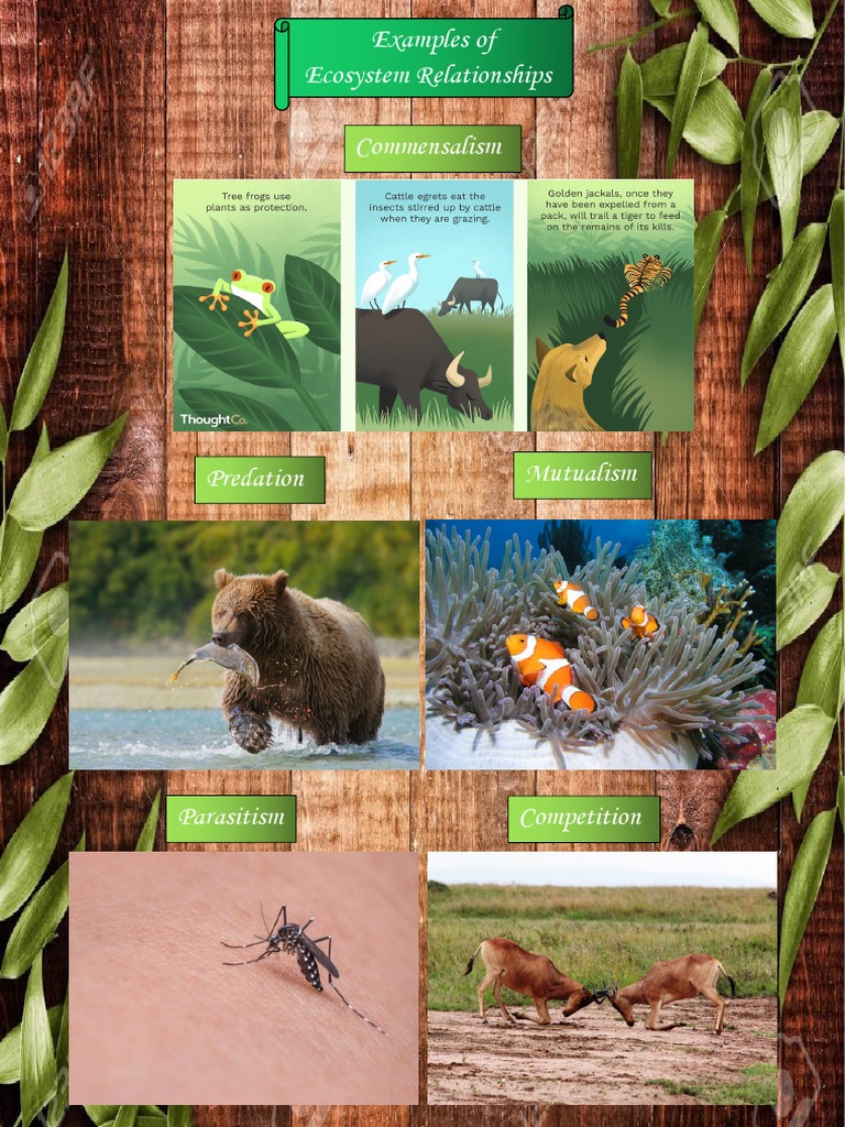 Examples of Ecosystem Relationships | PDF | Science & Mathematics