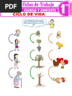 Ficha Ciclo de Vida de Los Animales | PDF