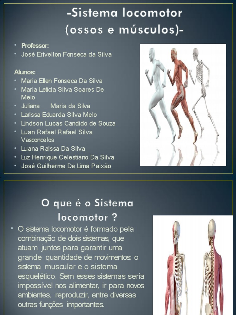 Sistema Locomotor Ossos E Músculos 2 Pdf Esqueleto Sistema