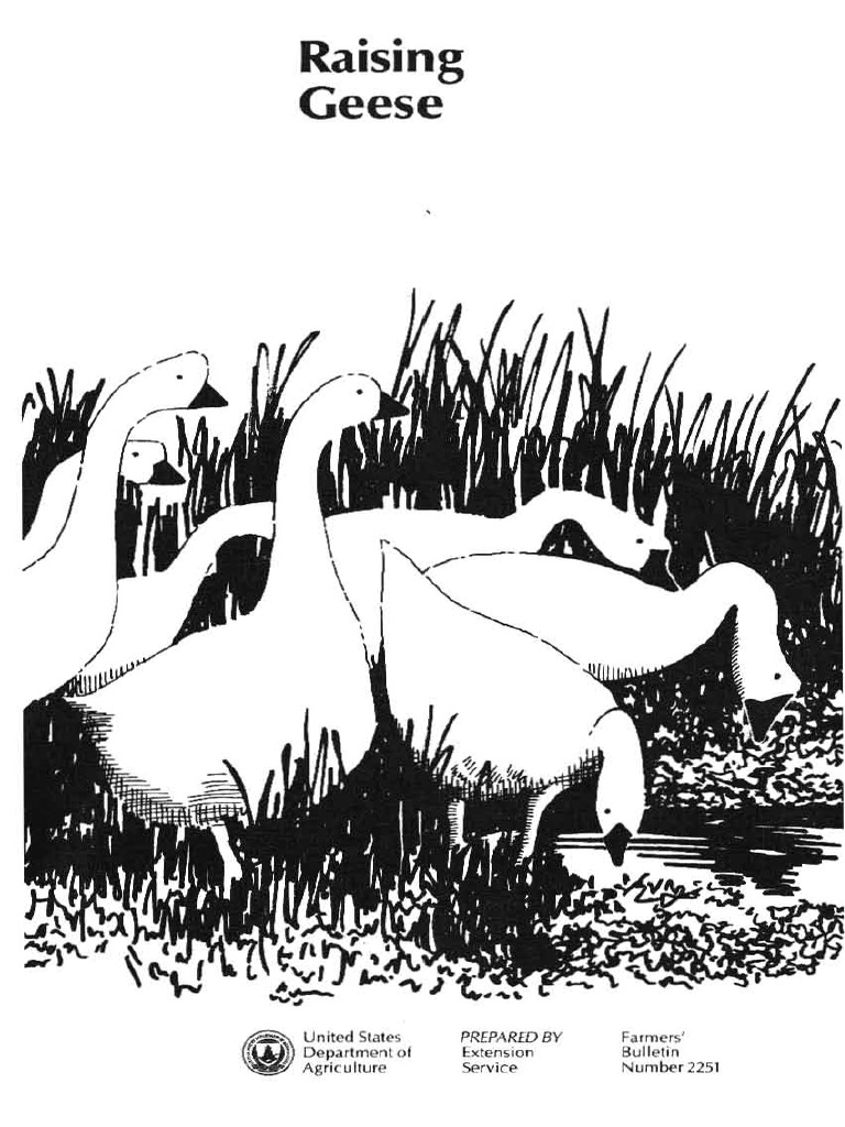 Raising Geese | PDF | Chicken | Birds