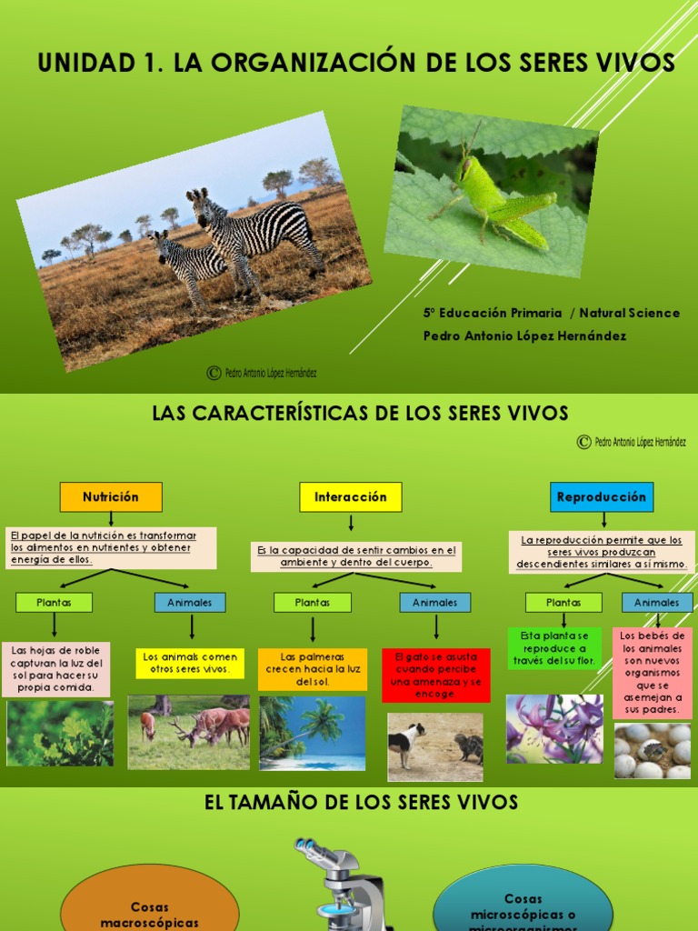 Unidad 1. Los Seres Vivos 1 | PDF | Biología Celular) | Organismos