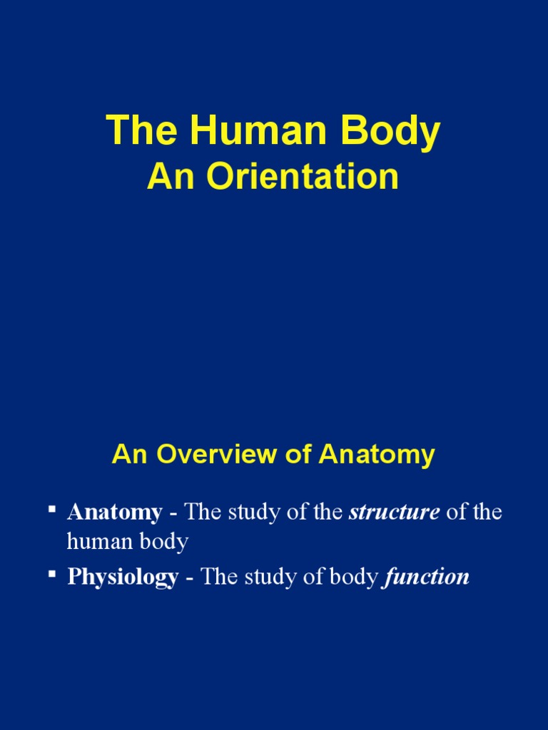The Human Body: An Orientation | PDF | Human Body | Abdomen