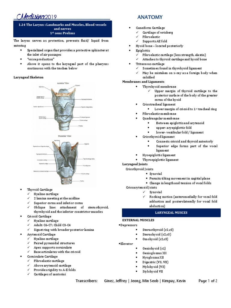 1.15 ANATOMY - The Larynx | PDF | Larynx | Human Anatomy