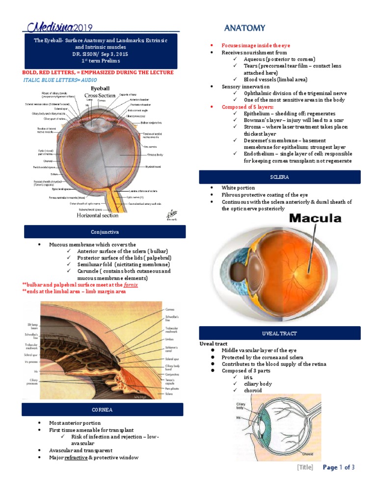 1.10 ANATOMY - The Eyeball - Surface Anatomy - Landmarks - Extrinsic ...