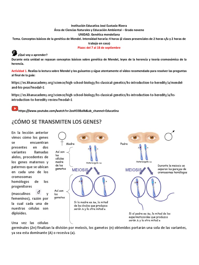 2a Guia Genetica Mendeliana | PDF | Dominancia (Genética) | Genética