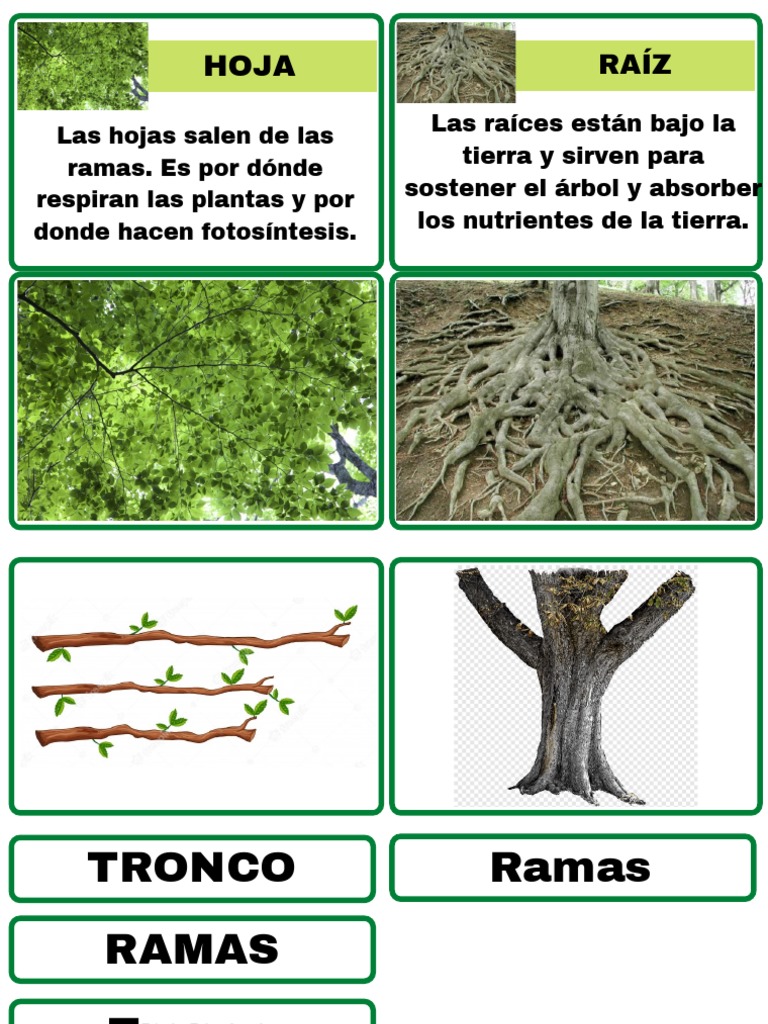 Partes de Un Arbol | PDF