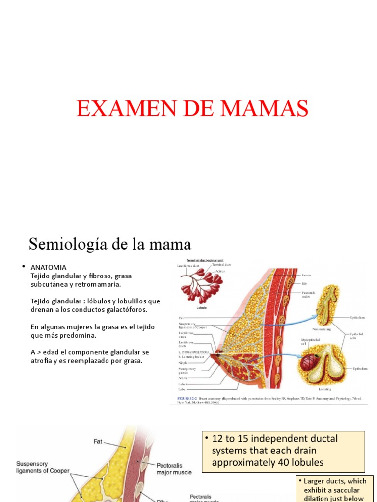 Examen de Mamas | PDF | Pecho | Especialidades Medicas