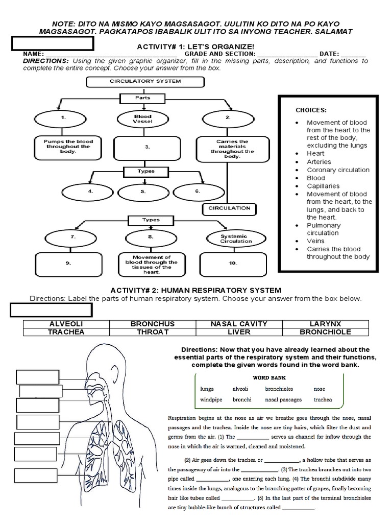 Activity Science 9 First Quarter | PDF | Respiratory System | Heart