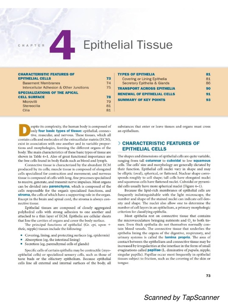 Epithelial Tissue | PDF