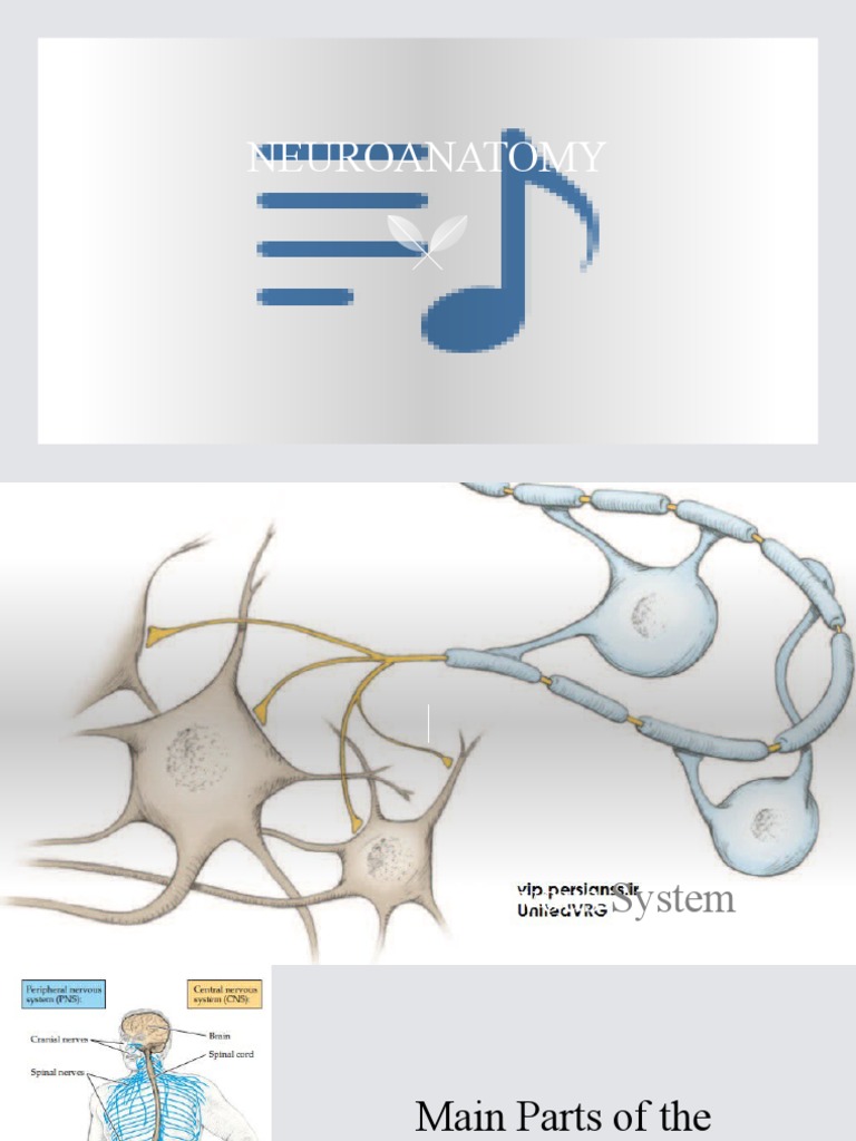 Neuroanatomy: Nervous System Overview | PDF