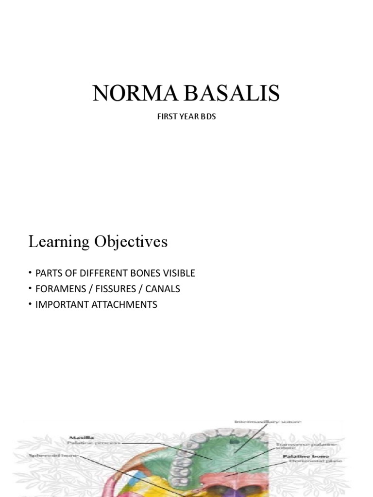Norma Basalis Anatomy for BDS Students | PDF | Home & Garden | Science ...
