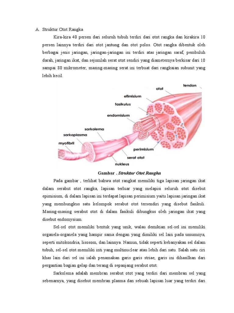 Struktur Otot Rangka | PDF