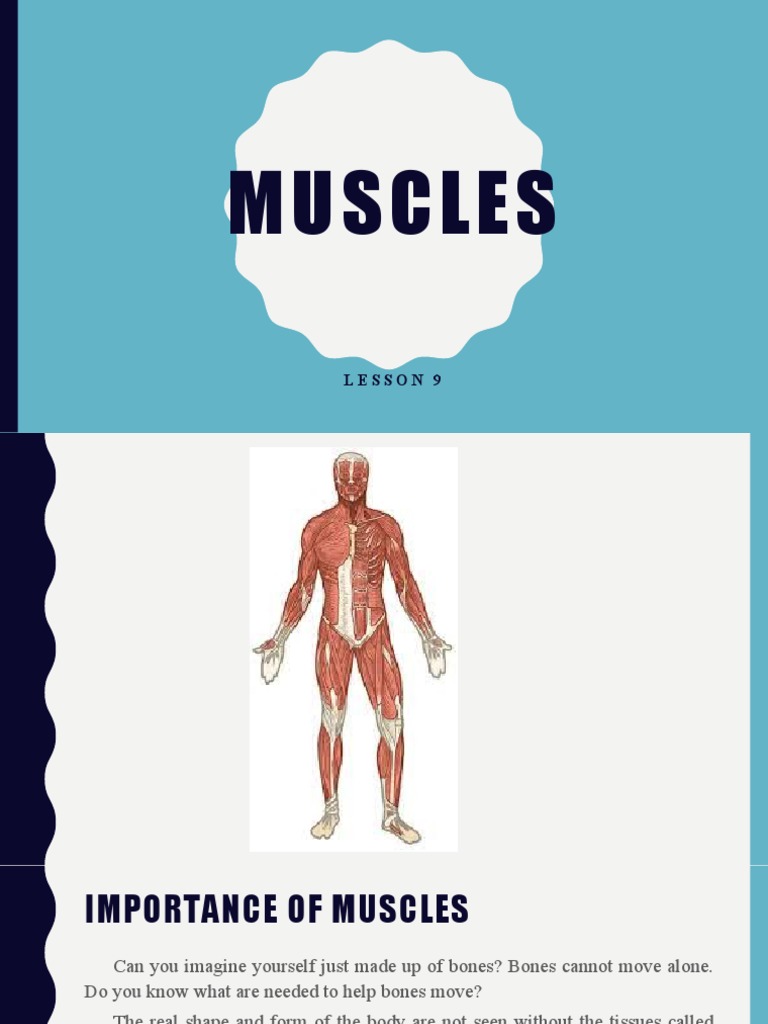 Muscles | PDF | Muscle | Skeletal Muscle