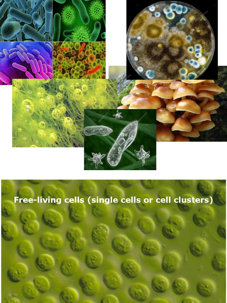 Bio 303 PPT-CH 1 and 6 - 2021 | PDF | Microbiota | Gene