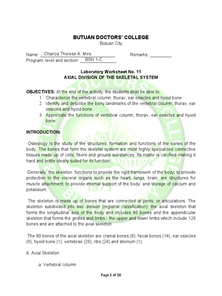 11 Axial Division of The Skeletal System | PDF | Vertebra | Vertebral ...