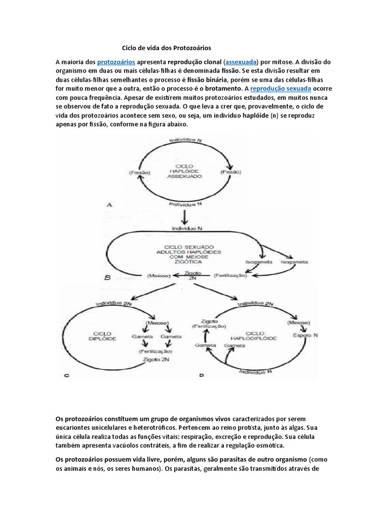 Ciclo De Vida Dos Protozoários Word Pdf Protozoários Ciências
