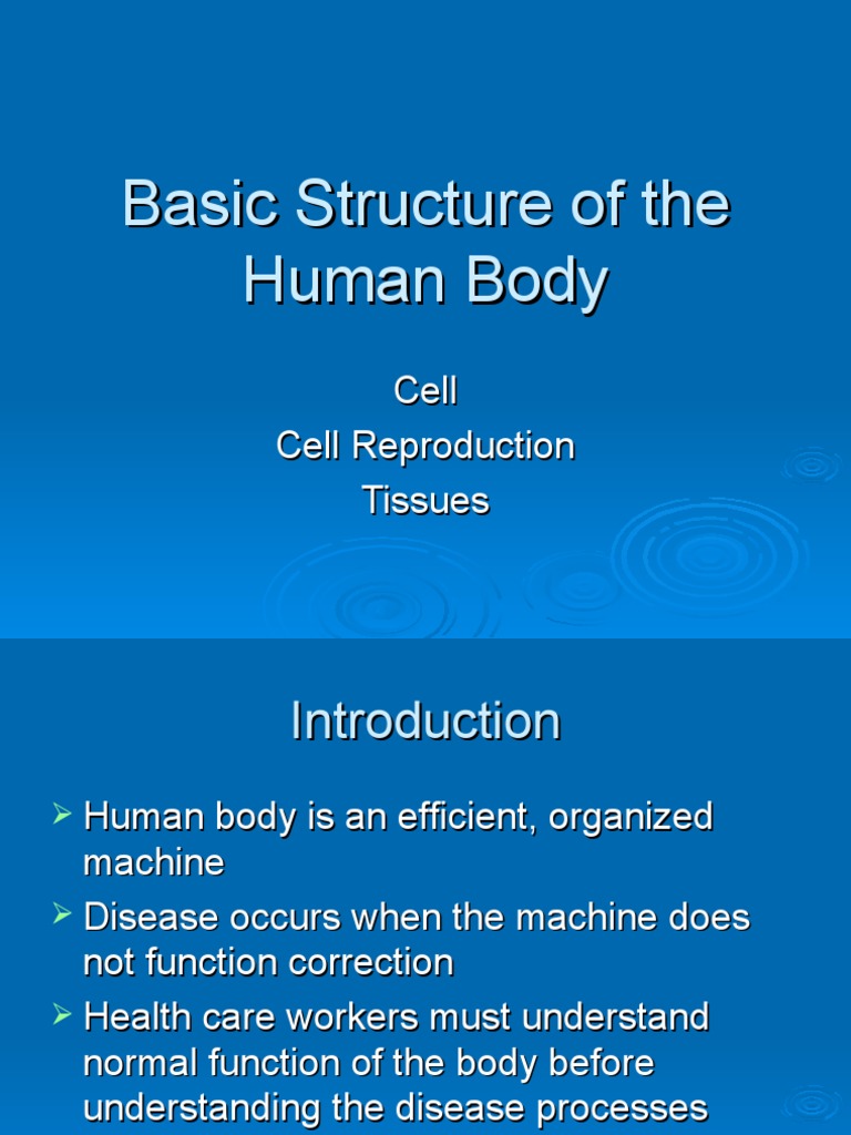Basic Structure of The Human Body | Download Free PDF | Human Body ...
