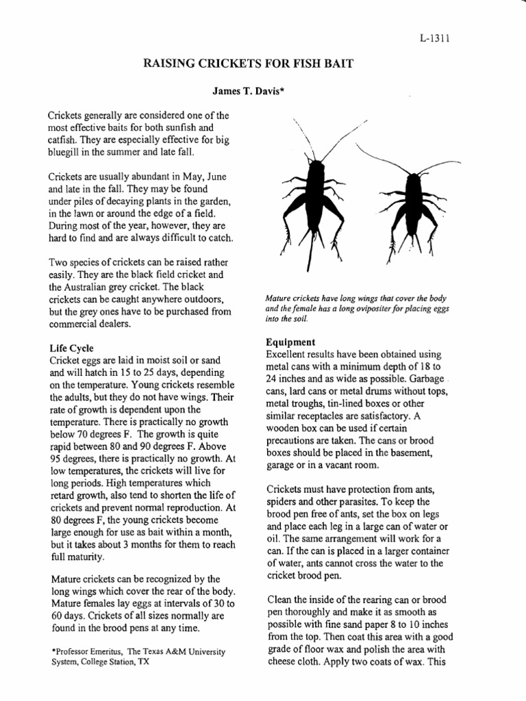 Cultivating Crickets: A Guide to Raising Crickets as Effective and ...