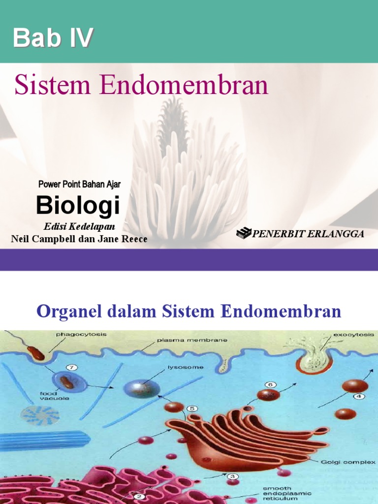 Sistem Endomembran dan Fungsinya | PDF