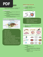 IGCSE Biology Chapter 2-Cells | PDF | Cell (Biology) | Chloroplast