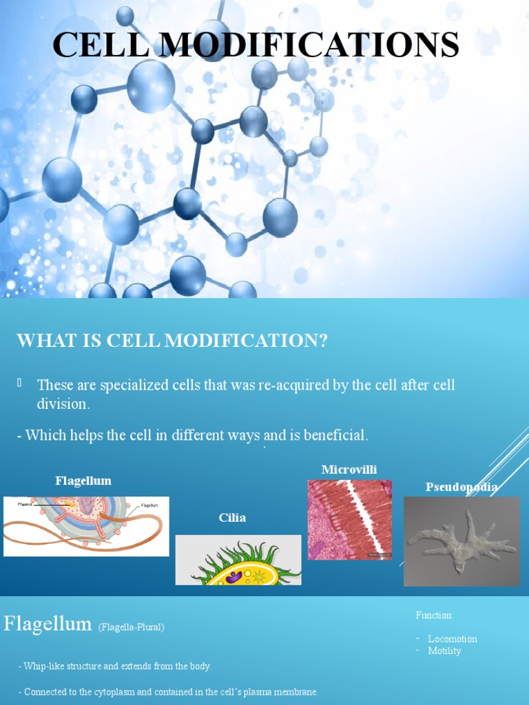 Cell Modifications | PDF | Cell (Biology) | Anatomy
