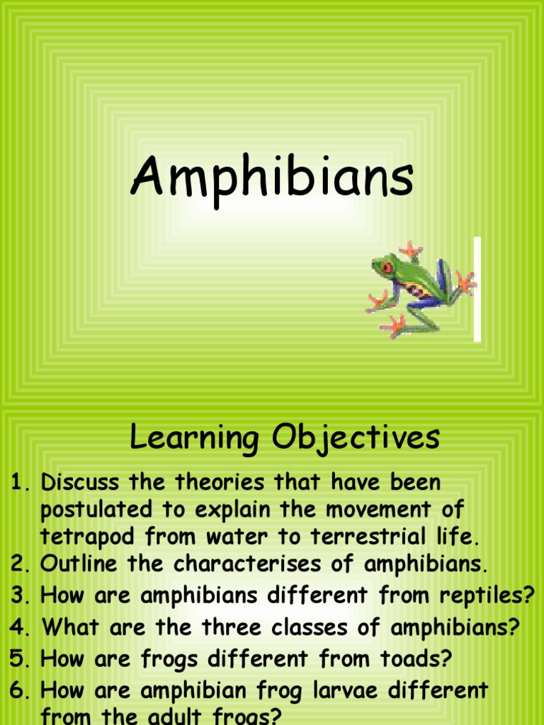 Amphibians - E-Learning | PDF | Amphibian | Frog