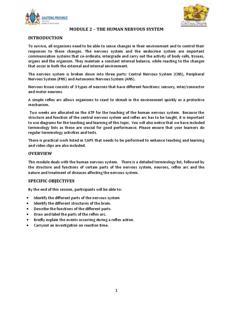 Module 2 - The Human Nervous System | PDF | Nervous System | Central ...