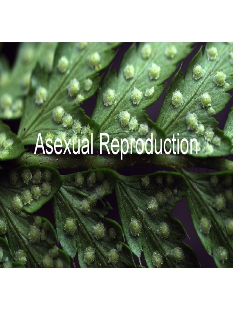 Asexual Reproduction Slides | PDF | Reproduction | Cell (Biology)