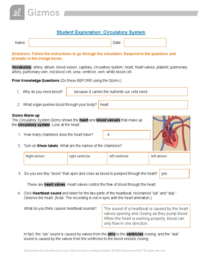 Student Exploration: Circulatory System | PDF | Heart | Blood Vessel