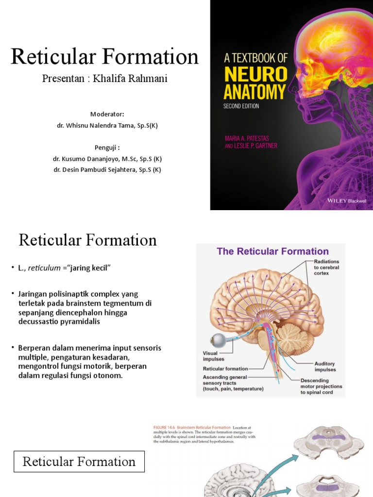 Neuroanatomy Reticular Formation | PDF | Anatomy | Neuroanatomy