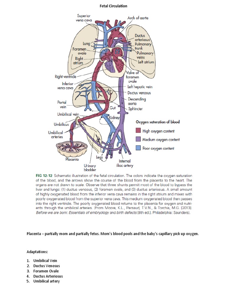 Fetal Circulation | PDF