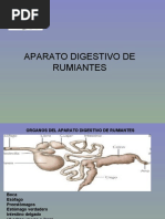 Anatomía y Fisiología del Sistema Digestivo Bovina | PDF